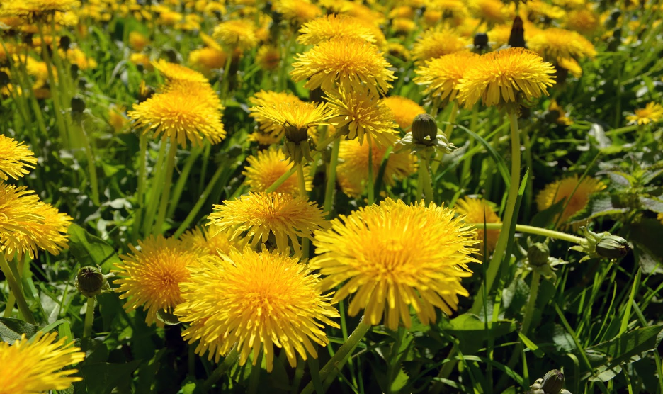 8 Surprising Health Benefits of Dandelion Leaf
