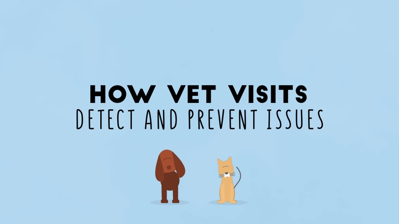 Veterinary Blog - Visit Our Patterson Veterinary Clinic