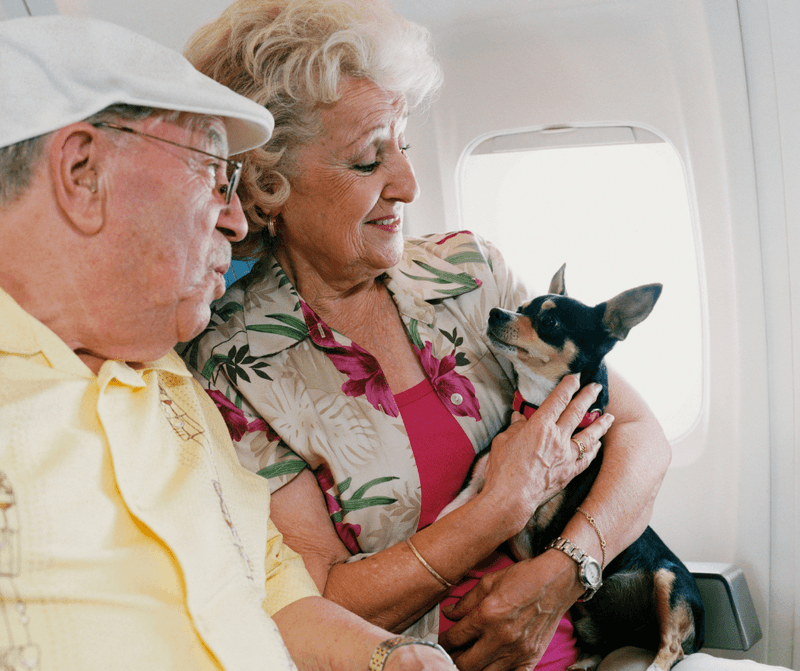 Veterinary Blog - Visit Our Patterson Veterinary Clinic