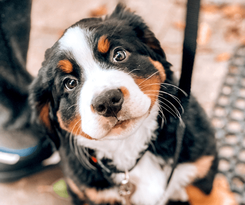 Veterinary Blog - Visit Our Patterson Veterinary Clinic