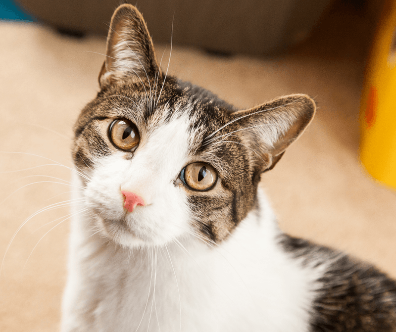 Veterinary Blog - Visit Our Patterson Veterinary Clinic