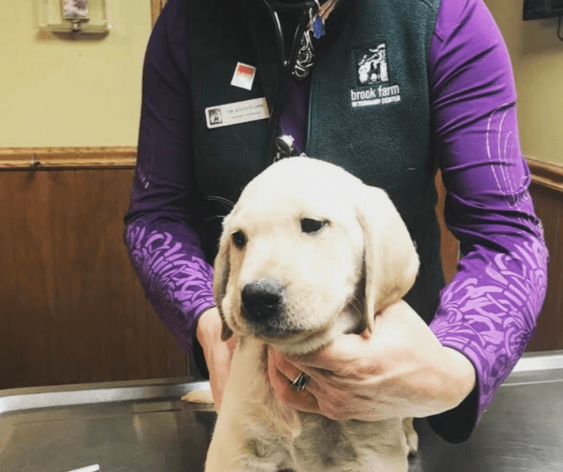 Veterinary Blog - Visit Our Patterson Veterinary Clinic