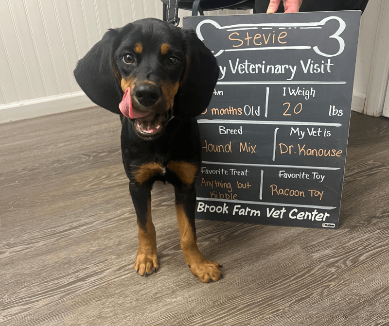 Veterinary Blog - Visit Our Patterson Veterinary Clinic