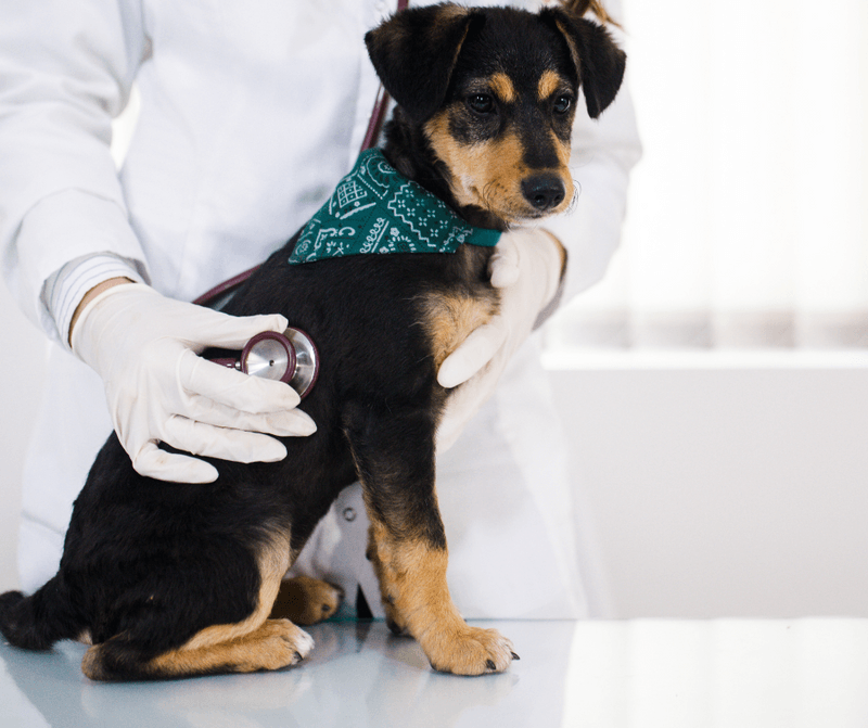 Veterinary Blog - Visit Our Patterson Veterinary Clinic