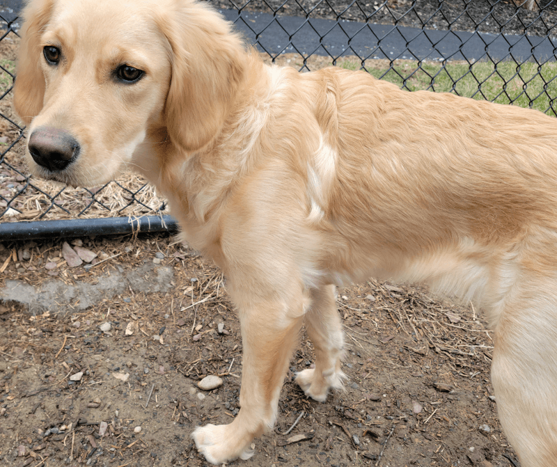 Veterinary Blog - Visit Our Patterson Veterinary Clinic