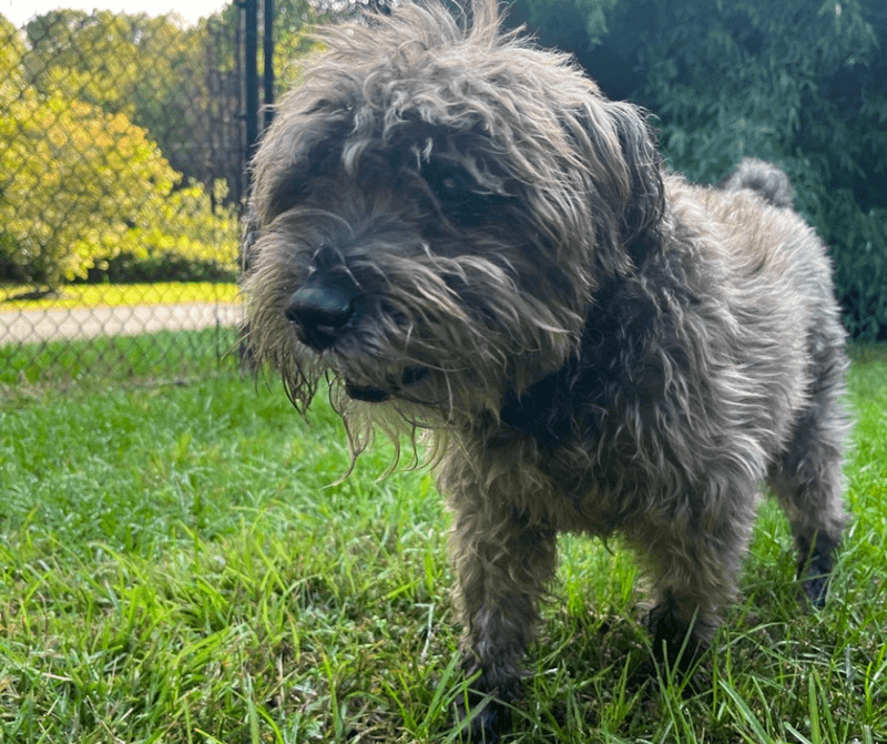 Veterinary Blog - Visit Our Patterson Veterinary Clinic