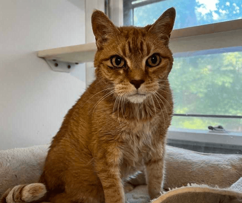 Veterinary Blog - Visit Our Patterson Veterinary Clinic