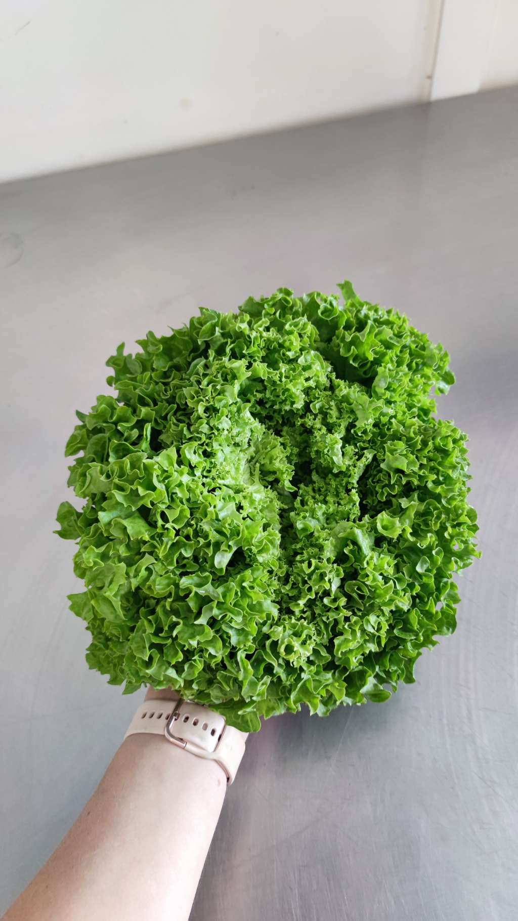 Order wholesale from Chef's Garden by Misfit Garden using Upstock