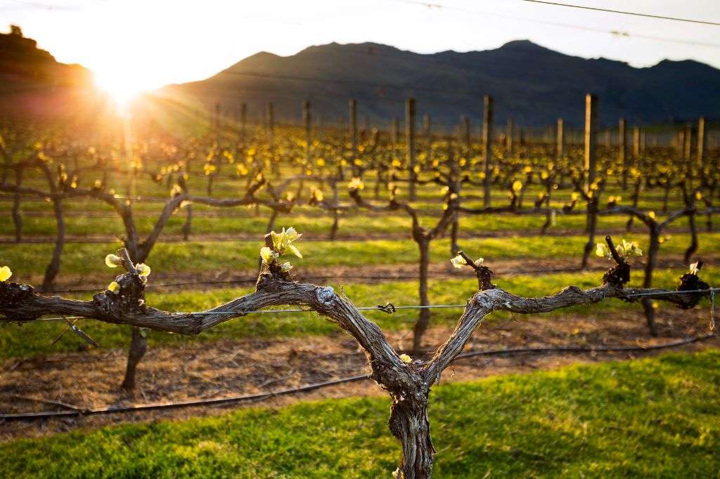 Wholesale food & beverage suppliers in Otago