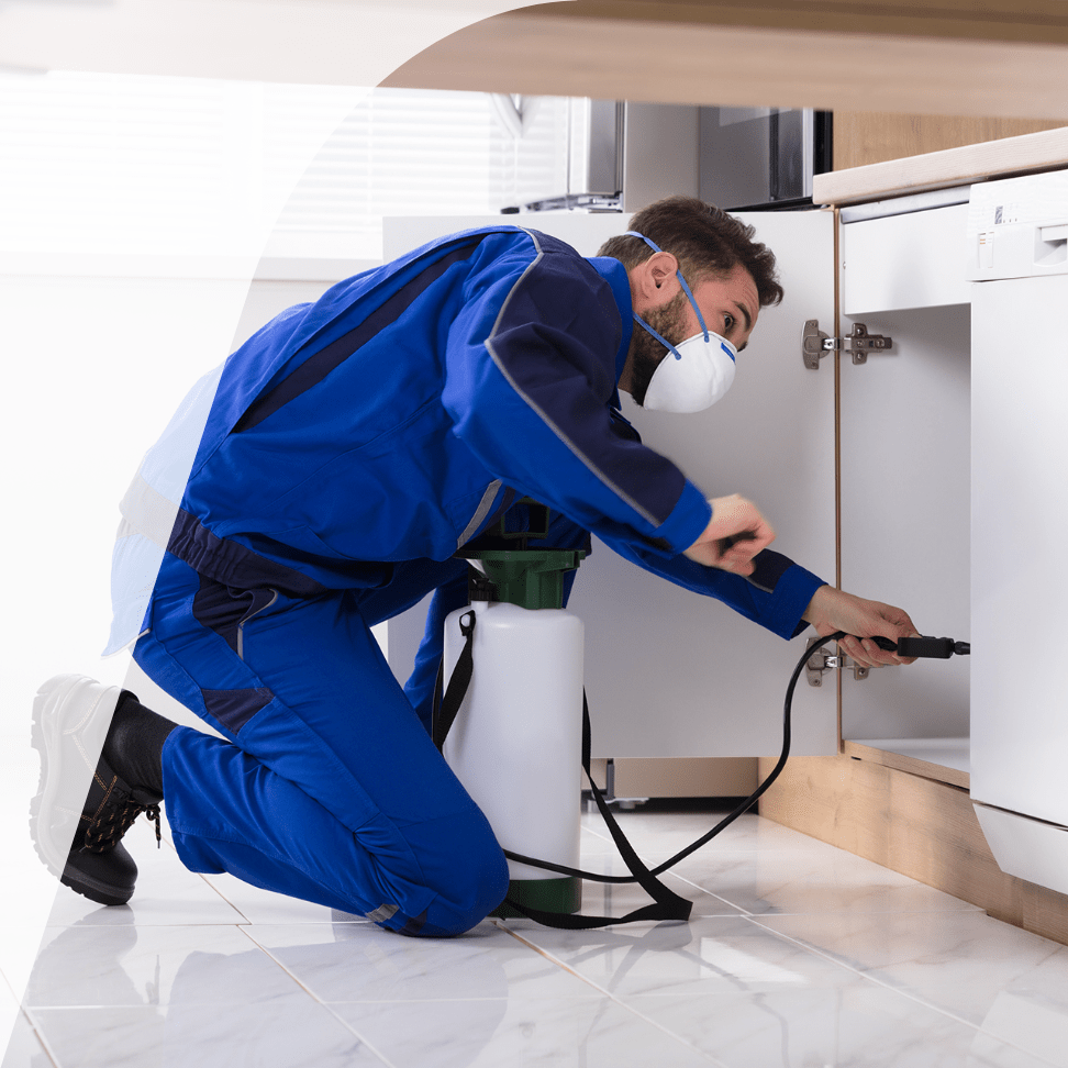 Ongedierte bestrijden: bedwantsen en muizen - Valor Services