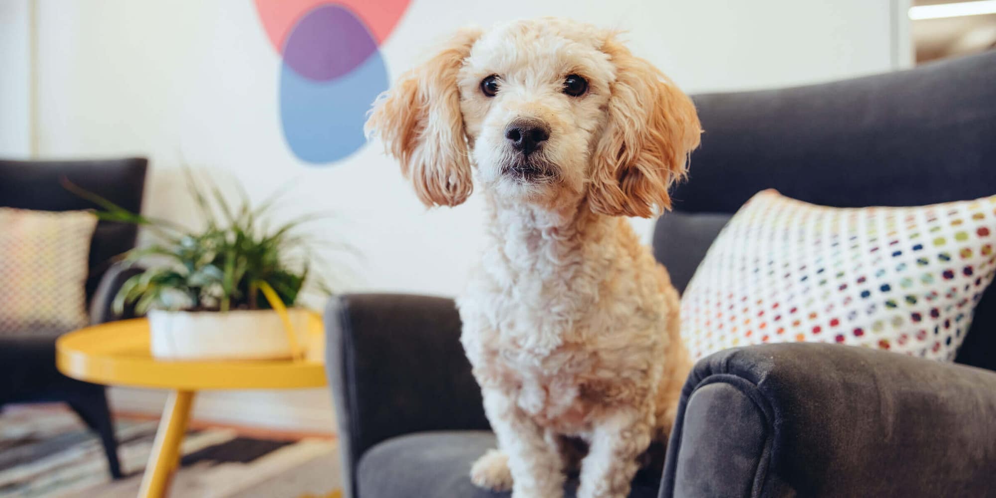 How to Structure Your Office Pet Policy | Eden Blog