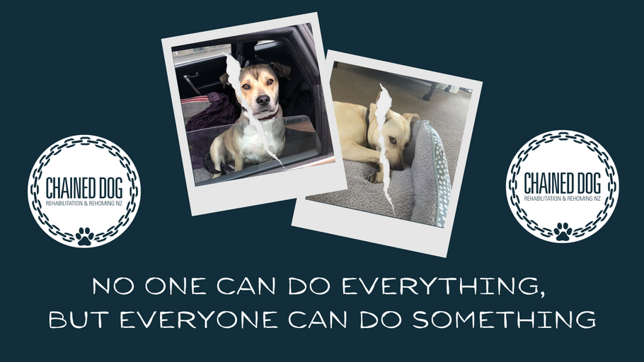 Chained Dog Rehabilitation & Rehoming | Find Auckland — Tāmaki Makaurau ...
