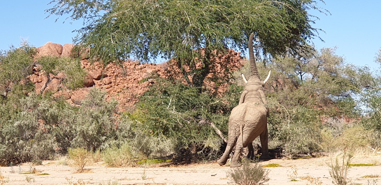 Introducing ERP Namibia | ERP.NGO