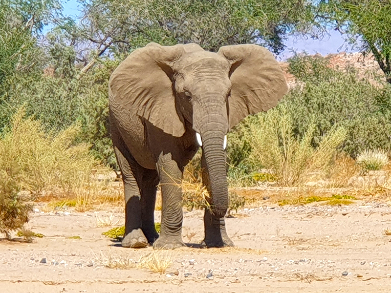 Introducing ERP Namibia | ERP.NGO