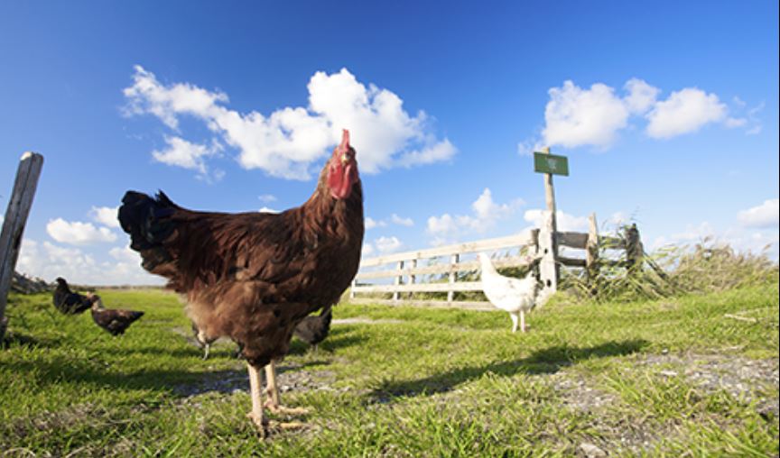 G & T Chicken | Order online with Foodbomb