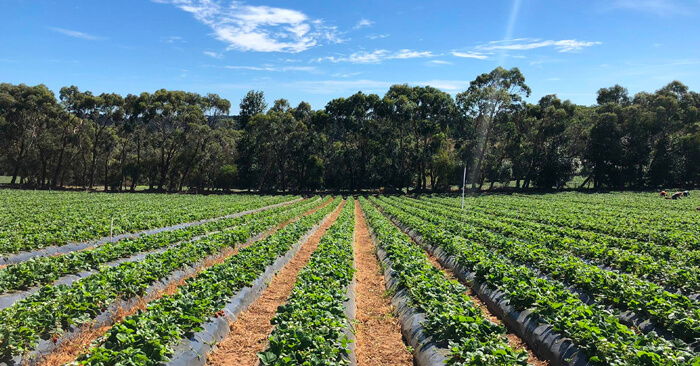 Morco Fresh (VIC) | Order online with Foodbomb