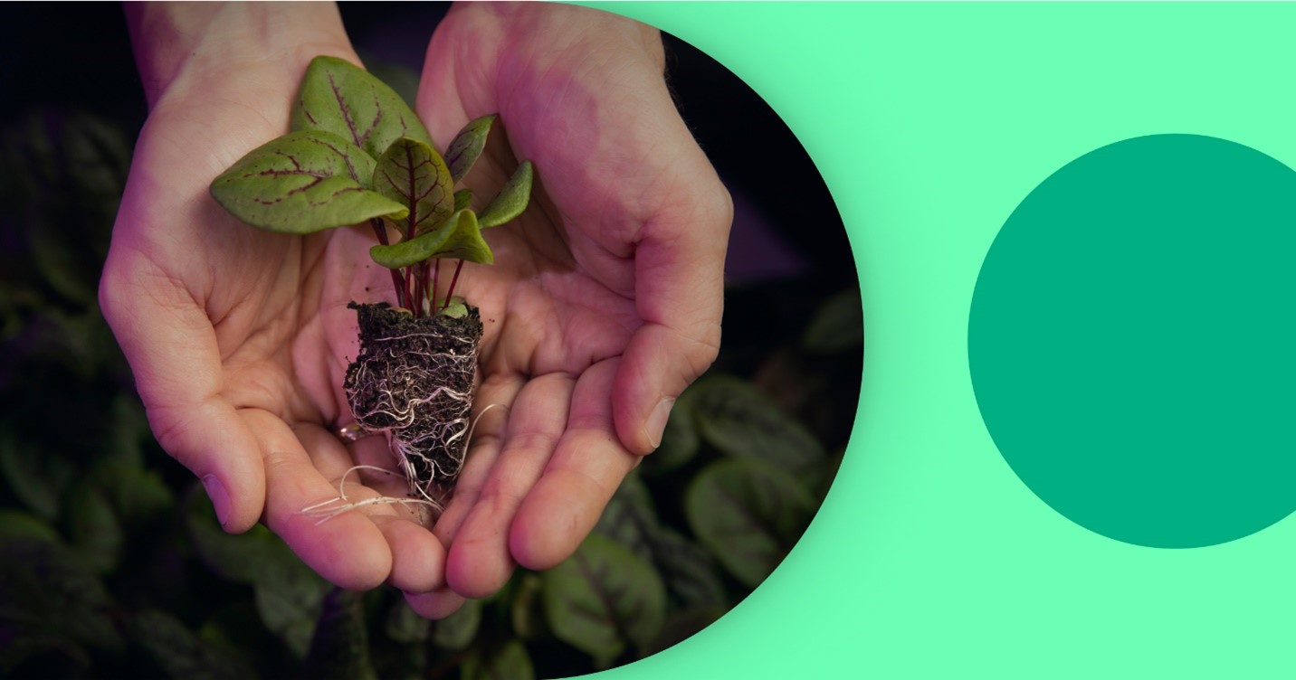 The Importance Vertical Farming in Sustainable Agriculture | IGS