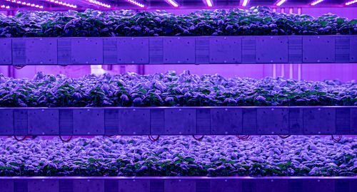 Basil Vertical Farming Growing | Intelligent Growth Solutions