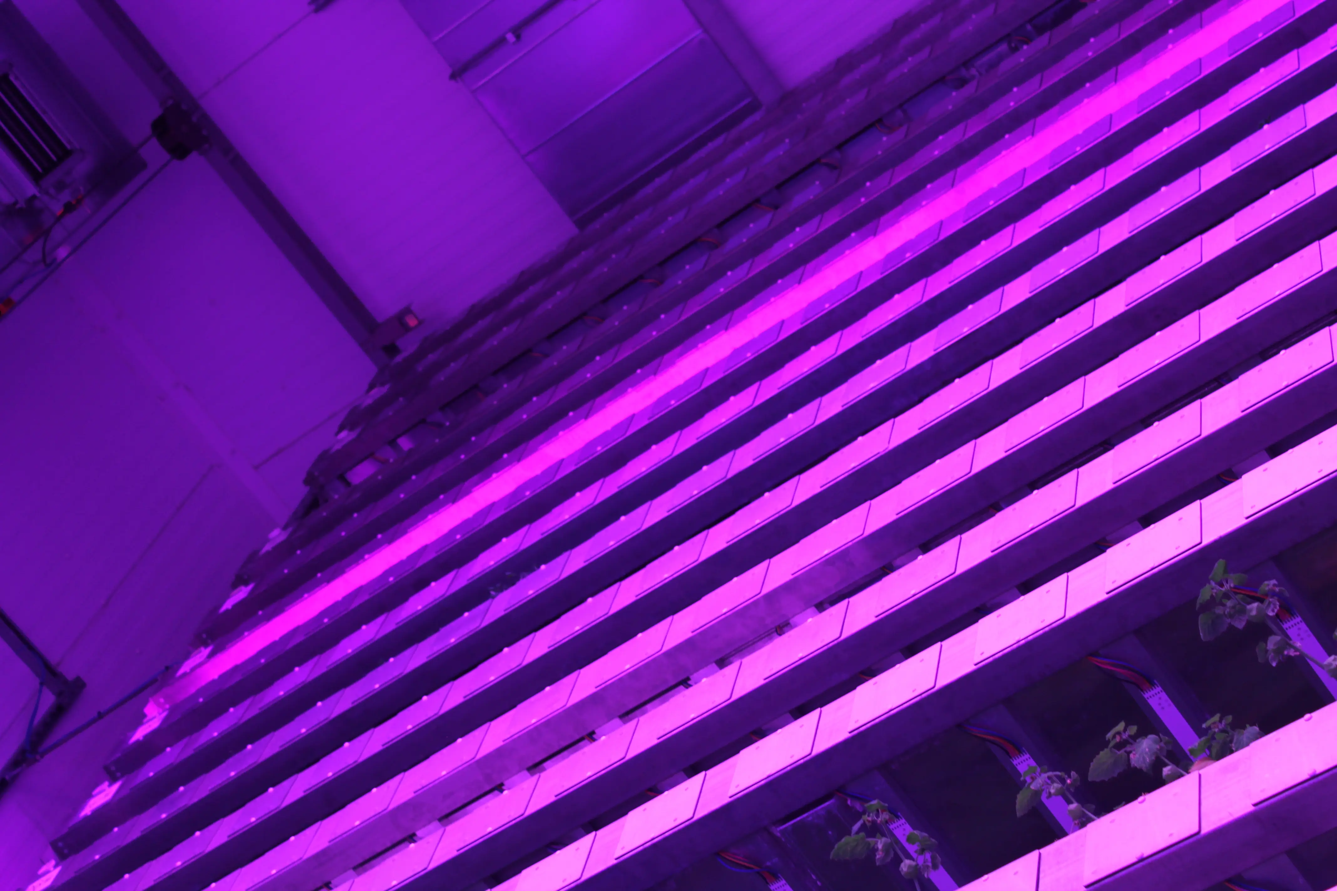 How Veganuary and Vertical Farming Can Work Together | IGS