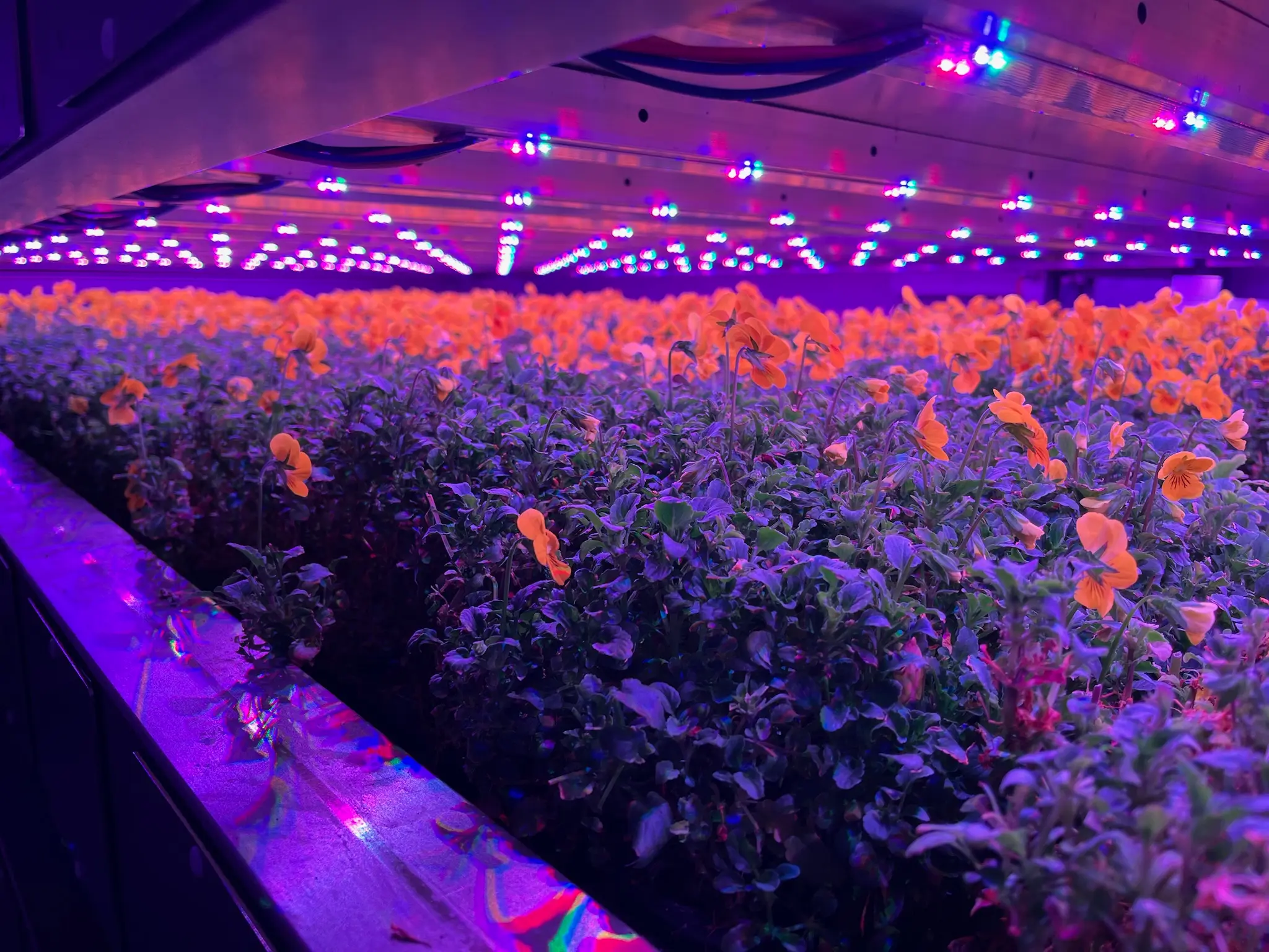 How IGS Has Helped Potager Farm Reach New Heights | IGS