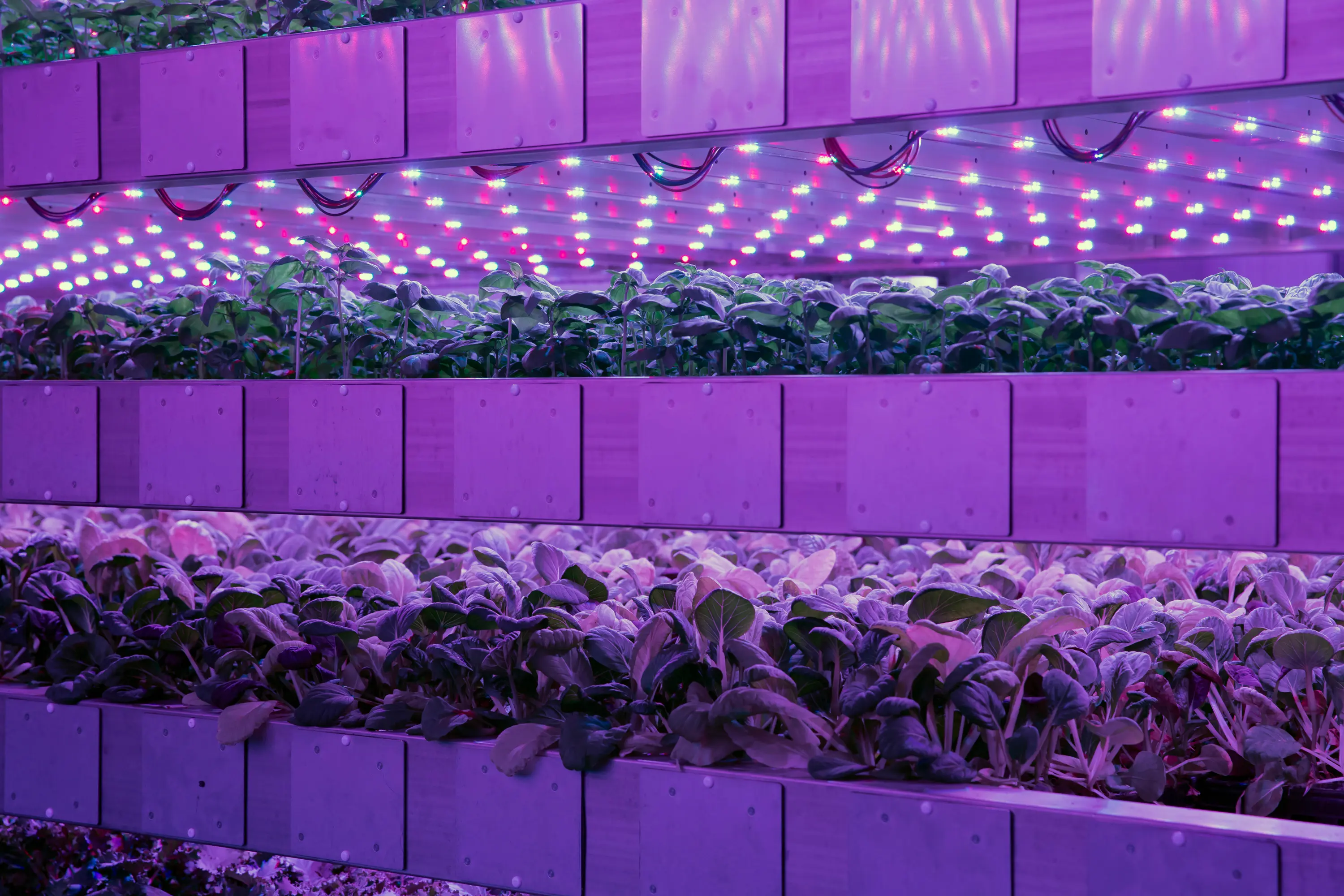 Intelligent Growth Solutions | Global Vertical Farming Technology