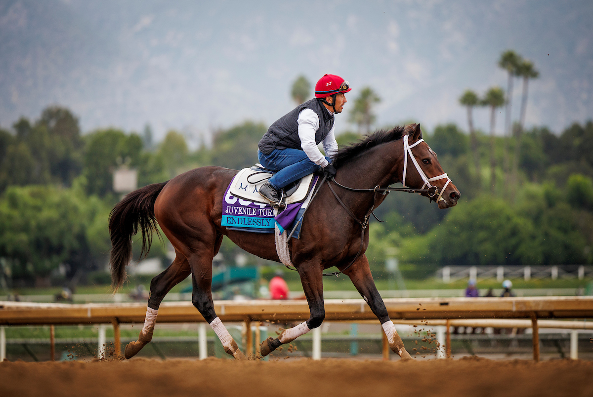 Meet the Contenders: El Camino Real Derby at Golden Gate Fields ...