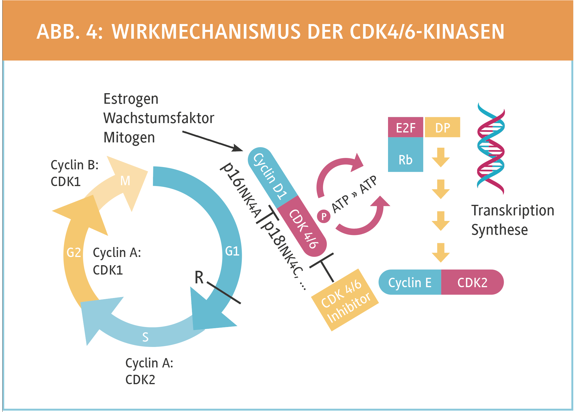 Personalisierte Therapie des Mammakarzinoms