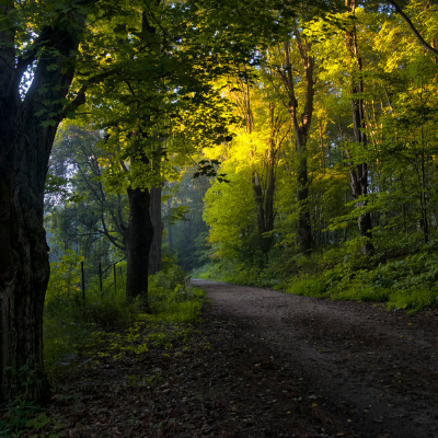 The Bethel Grapevine :: Amanda Gorman's latest poem, 'New Day's Lyric'