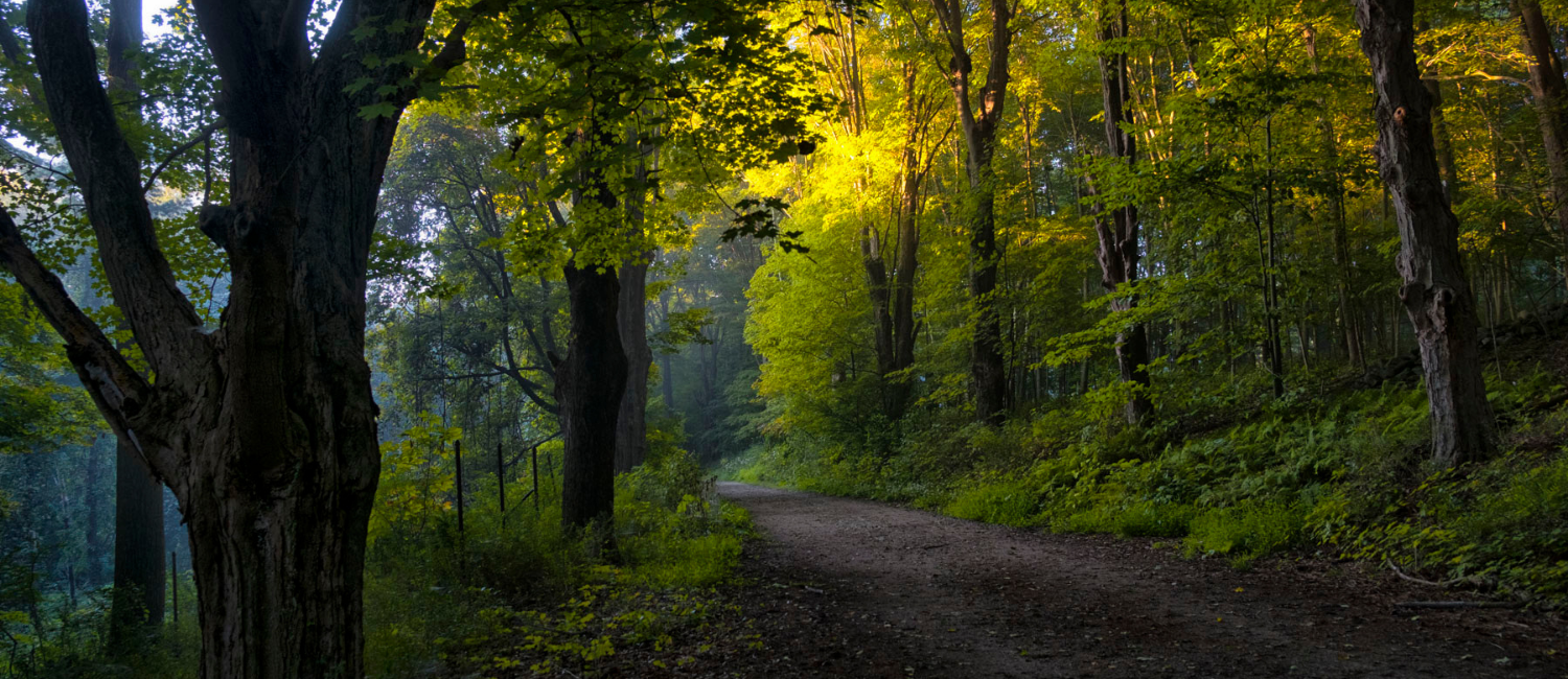 The Bethel Grapevine :: Amanda Gorman's latest poem, 'New Day's Lyric'