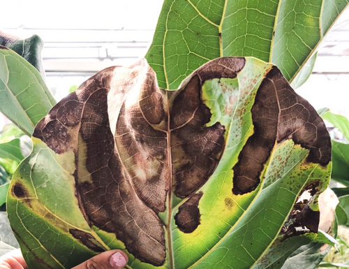 African Milk Tree: Plant Care Guide