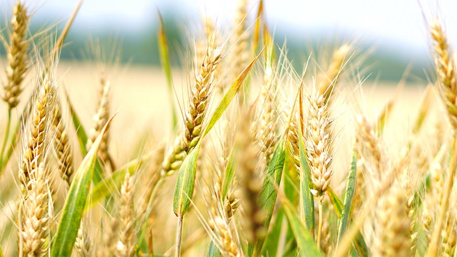 $2m wheat power partnership to tackle greenhouse gas and build ...