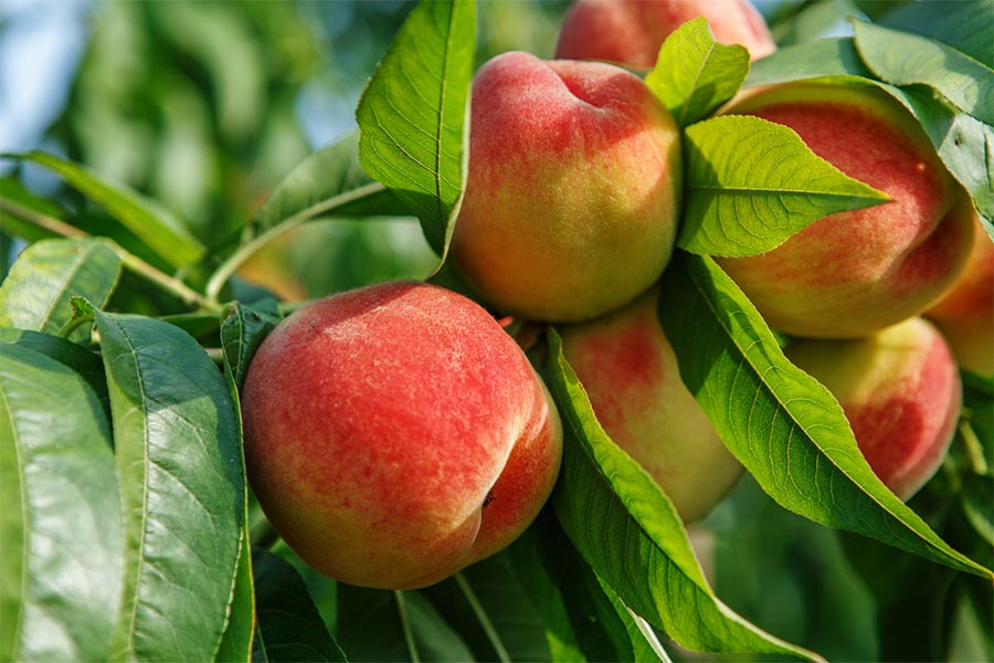 Sensors to Spot the Sweetest Peach - New Project for Australian ...