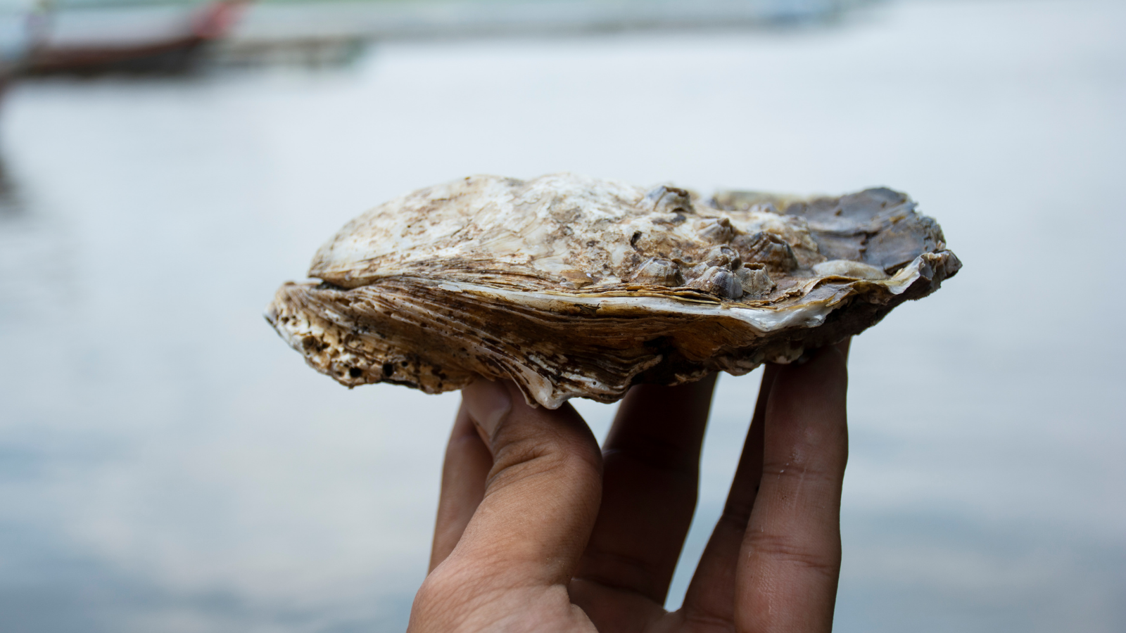 Transforming Australian Shellfish Production | Project | Food Agility CRC