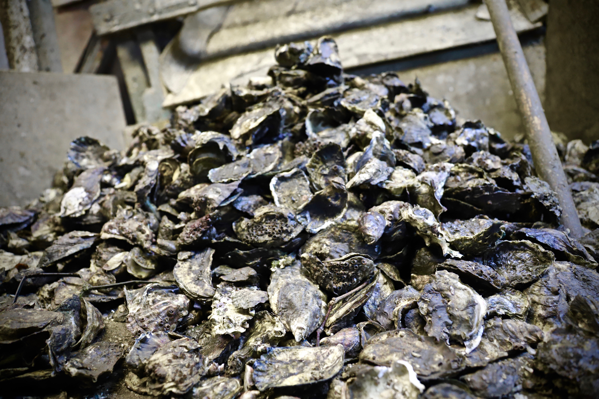 Transforming Australian Shellfish Production: Manning River | Report ...