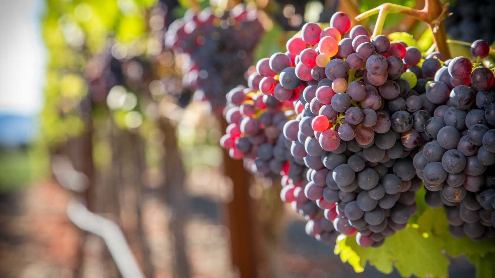 Robotics-ready AI in Viticulture | Project | Food Agility CRC