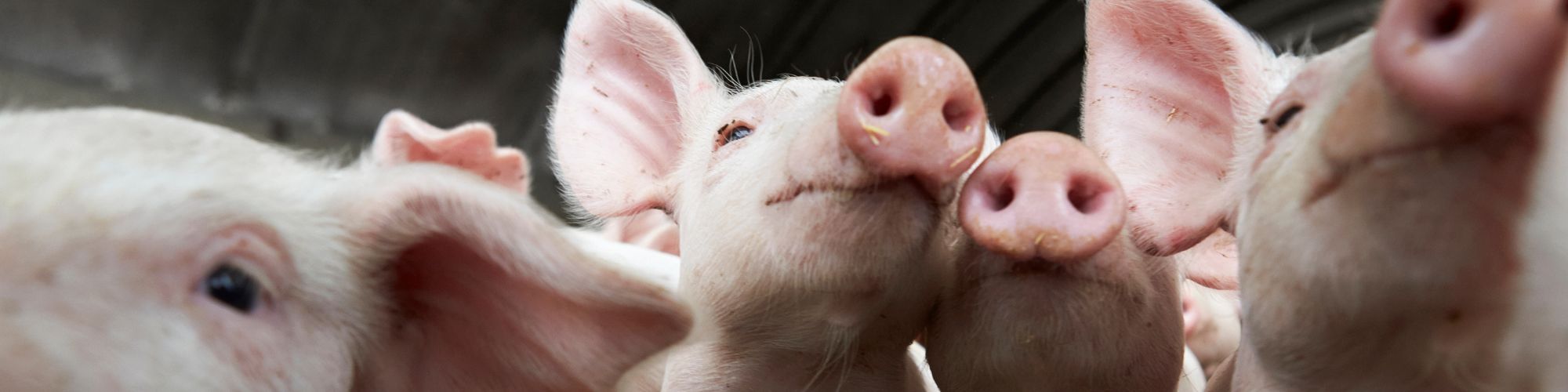 Pig Welfare and Pork Provenance | Project | Food Agility CRC