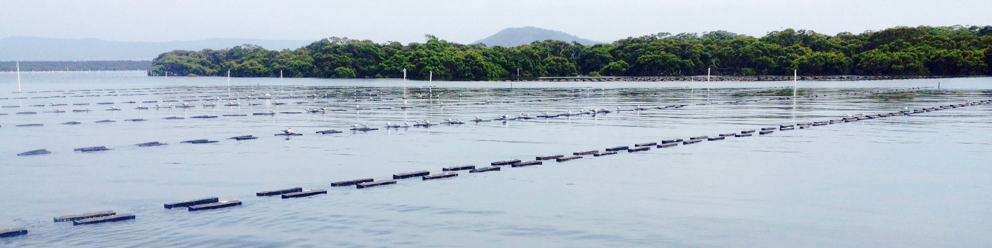 Transforming Australian Shellfish Production: Shoalhaven and Crookhaven ...