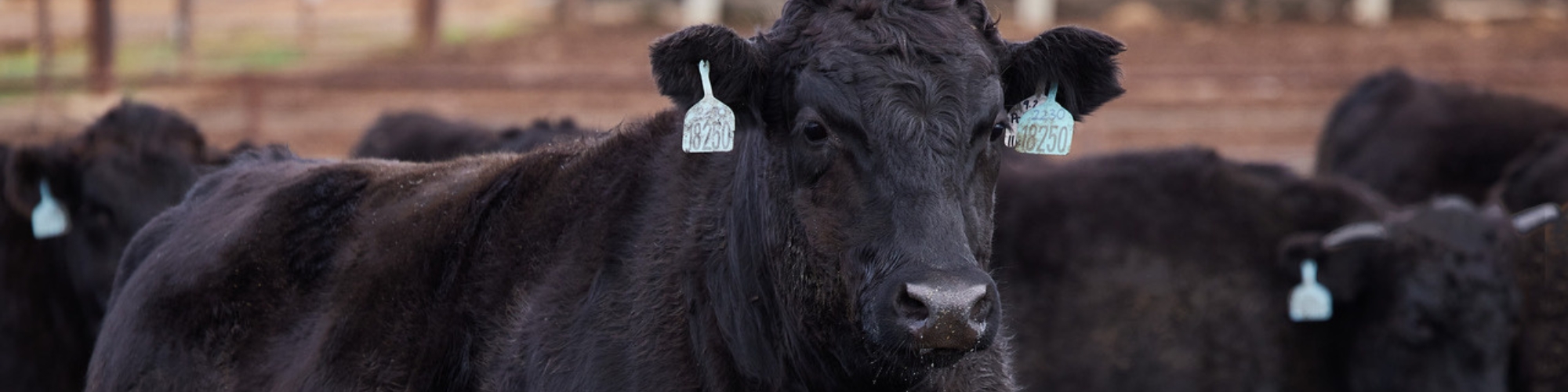 AI for Cattle Monitoring | Project | Food Agility CRC