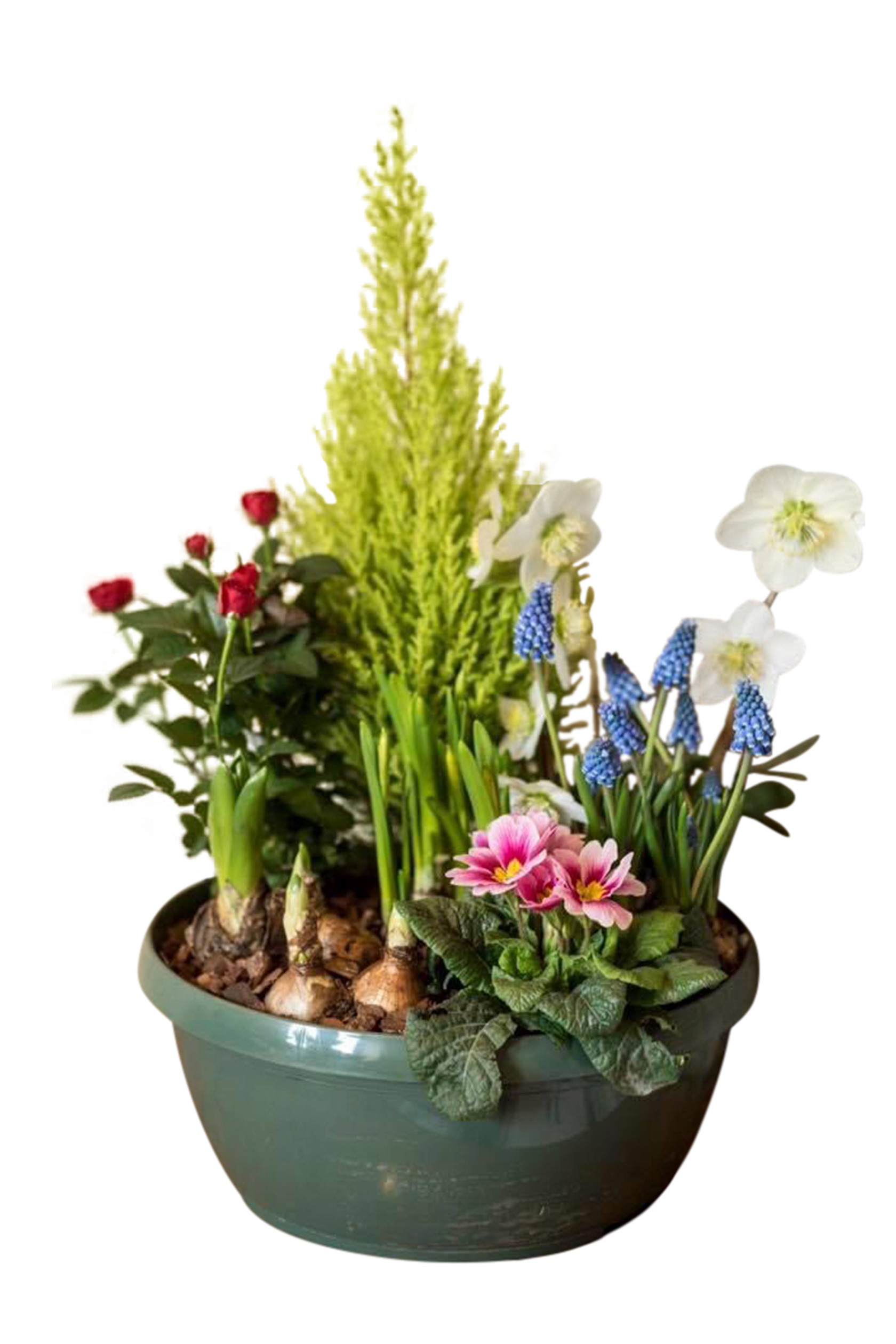 Spring Planted Bowl - Roland's Florist