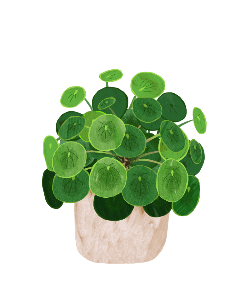 Pilea: Plant Care Guide
