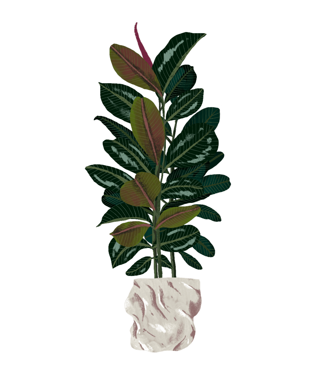 Rubber Tree: Plant Care Guide