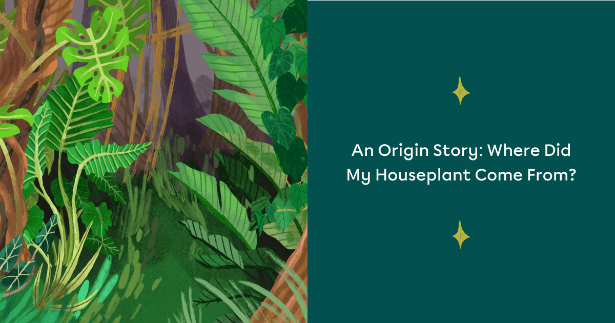 An Origin Story: Where Did My Houseplant Come From?