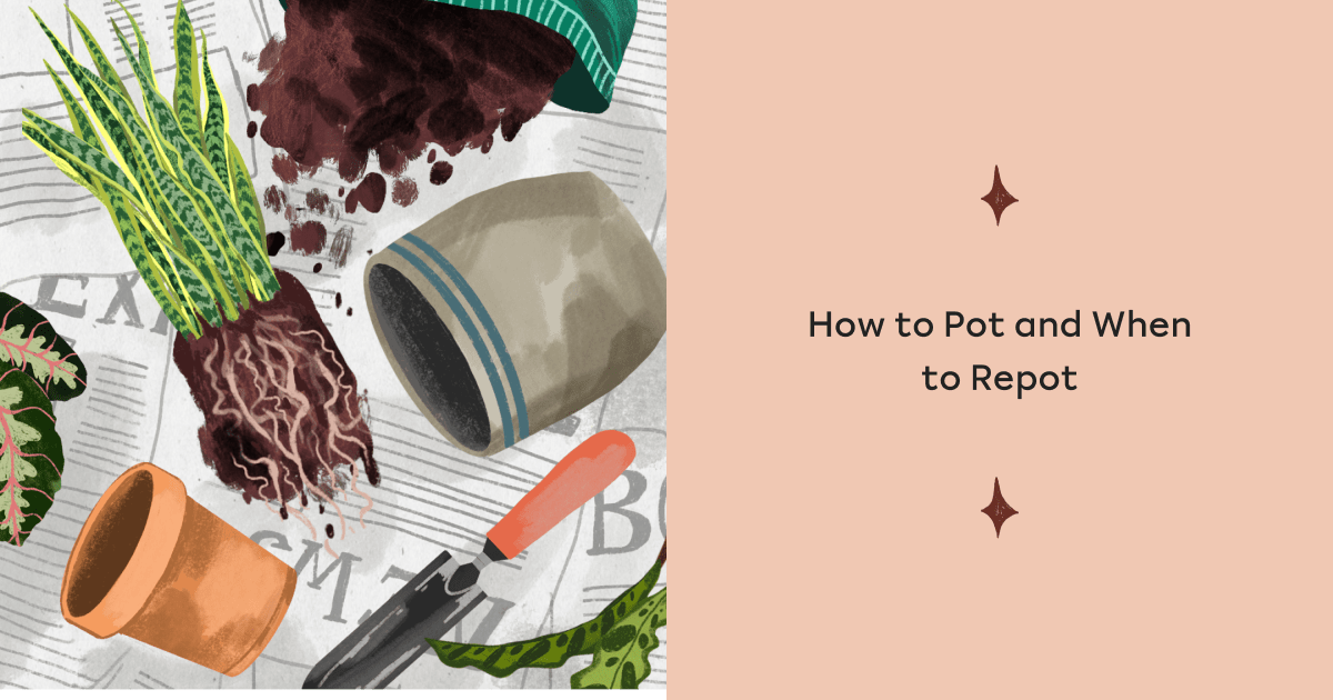 How to Pot and When to Repot