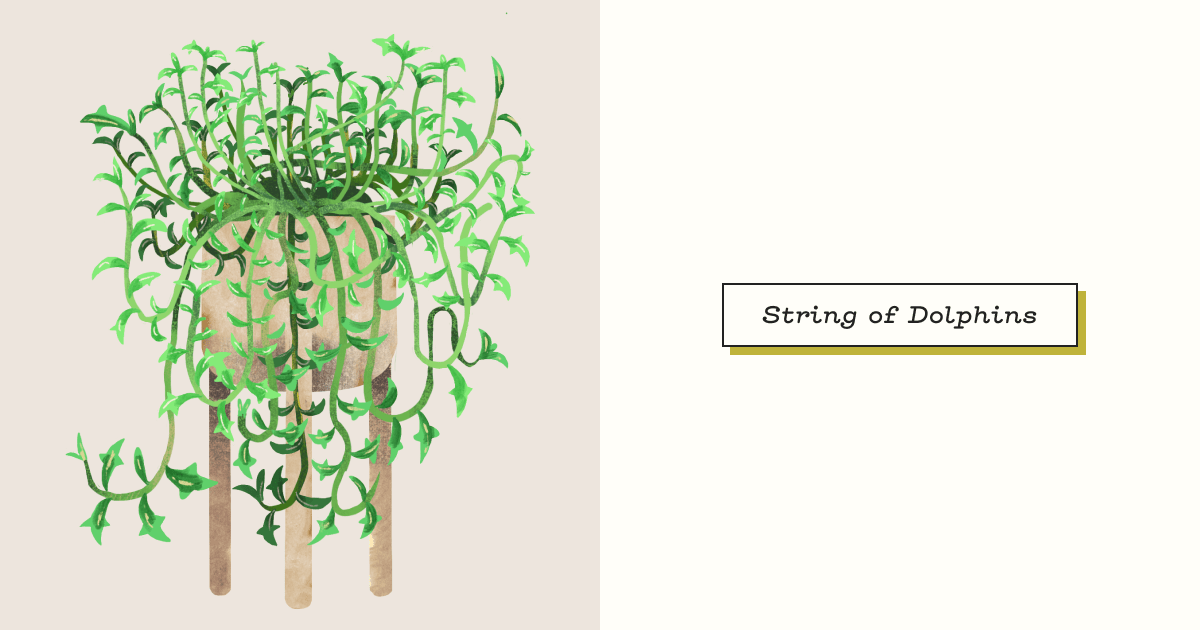 String of Dolphins: Plant Care Guide