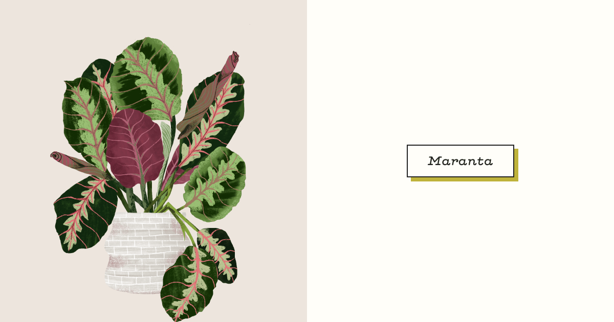 Maranta: Plant Care Guide