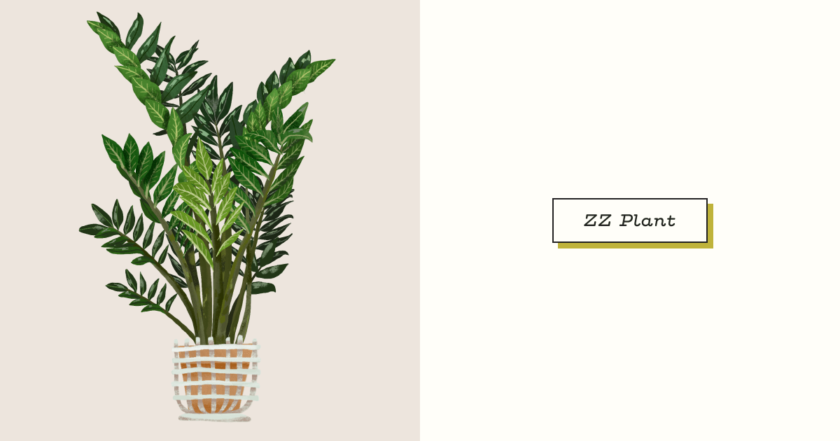 ZZ Plant: Plant Care Guide