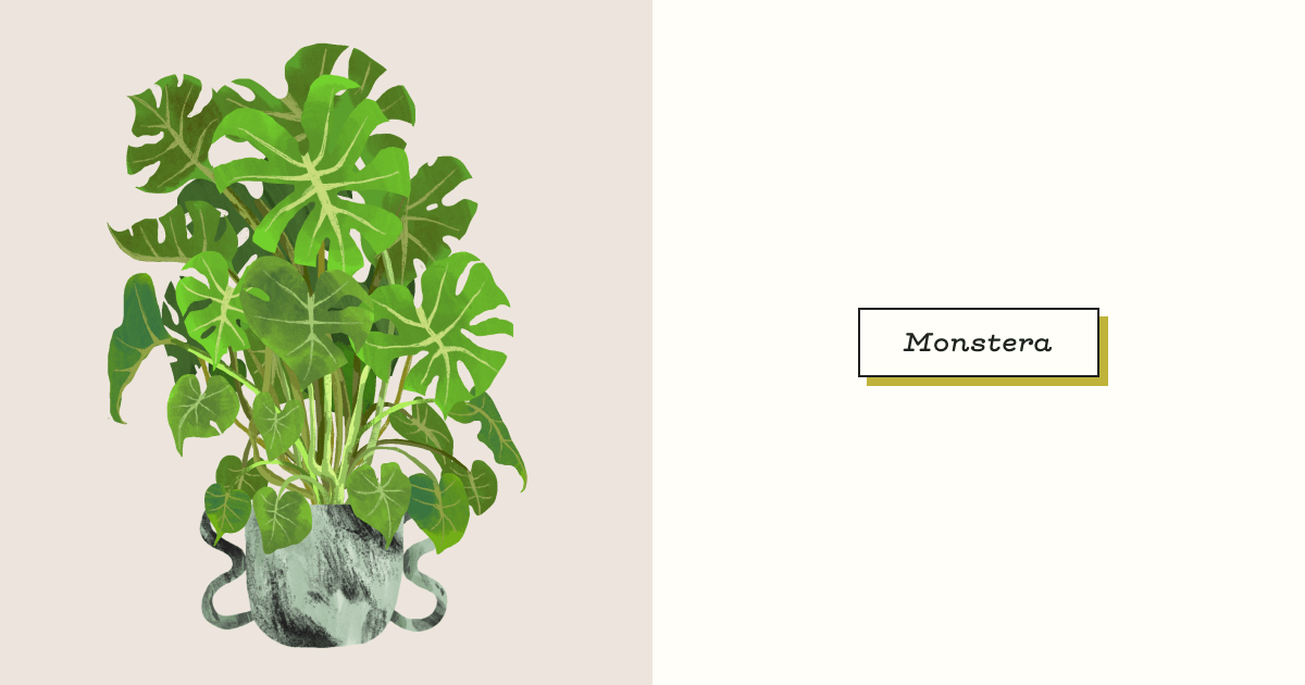 Monstera: Plant Care Guide
