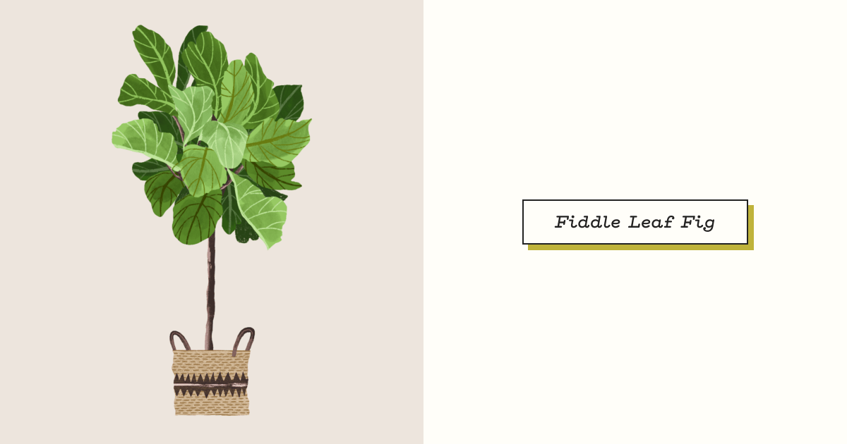 Fiddle Leaf Fig: Plant Care Guide