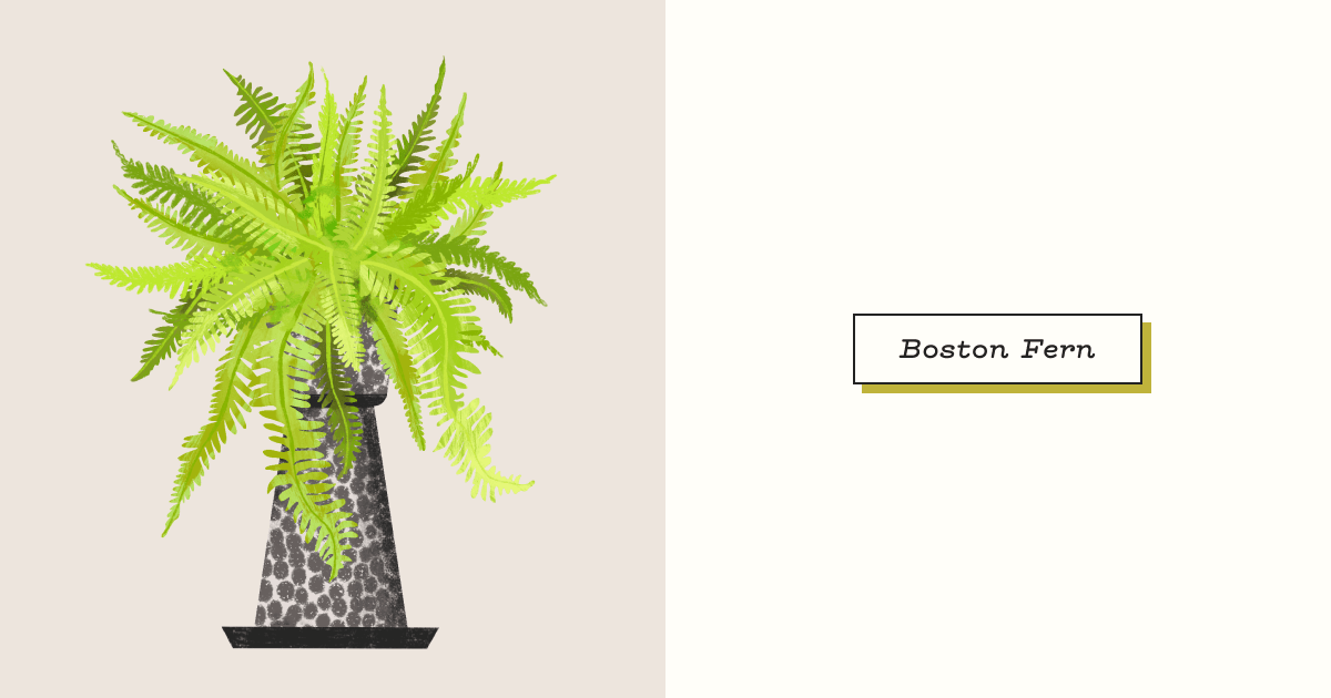 Boston Fern: Plant Care Guide