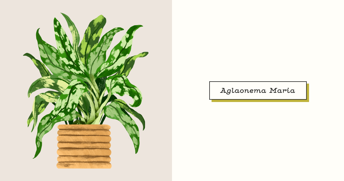 Chinese Evergreen: Plant Care Guide